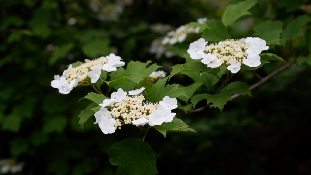 Best native plants for Northeast gardens - The Plant Native