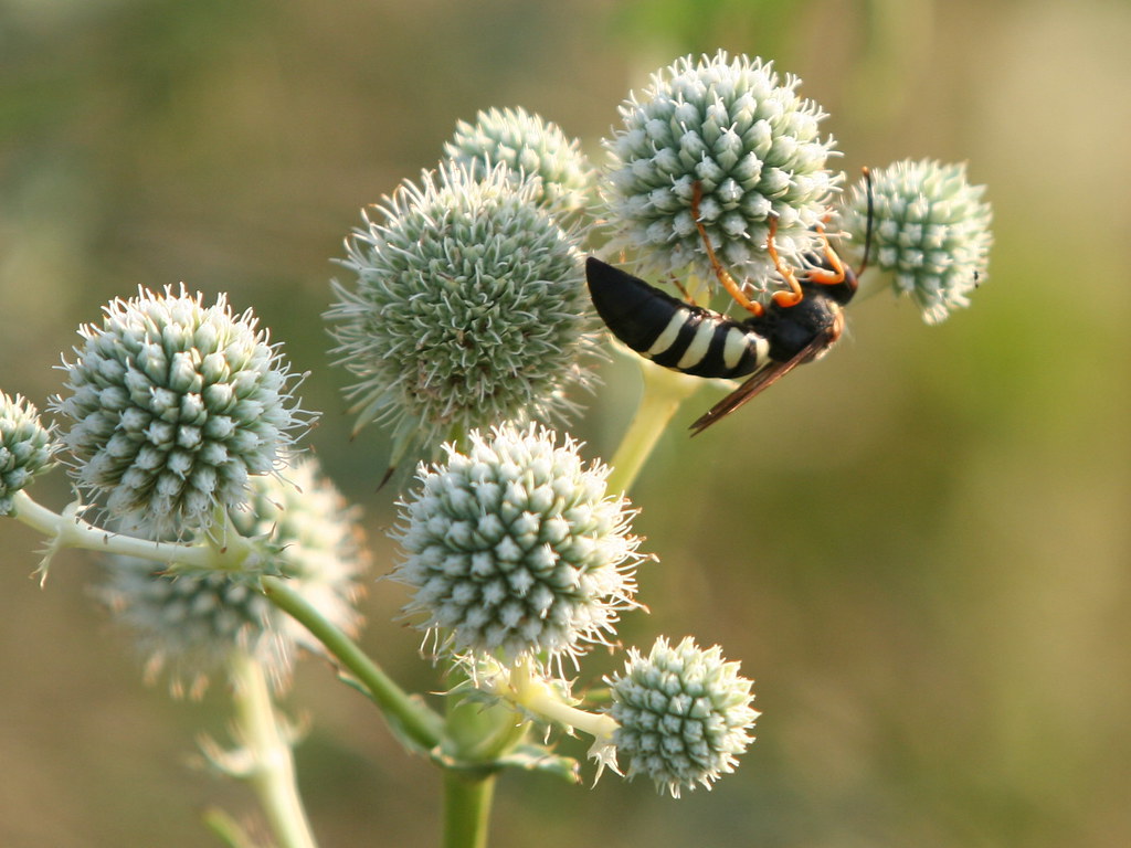What is a Native Plant? How can I plant a native garden?