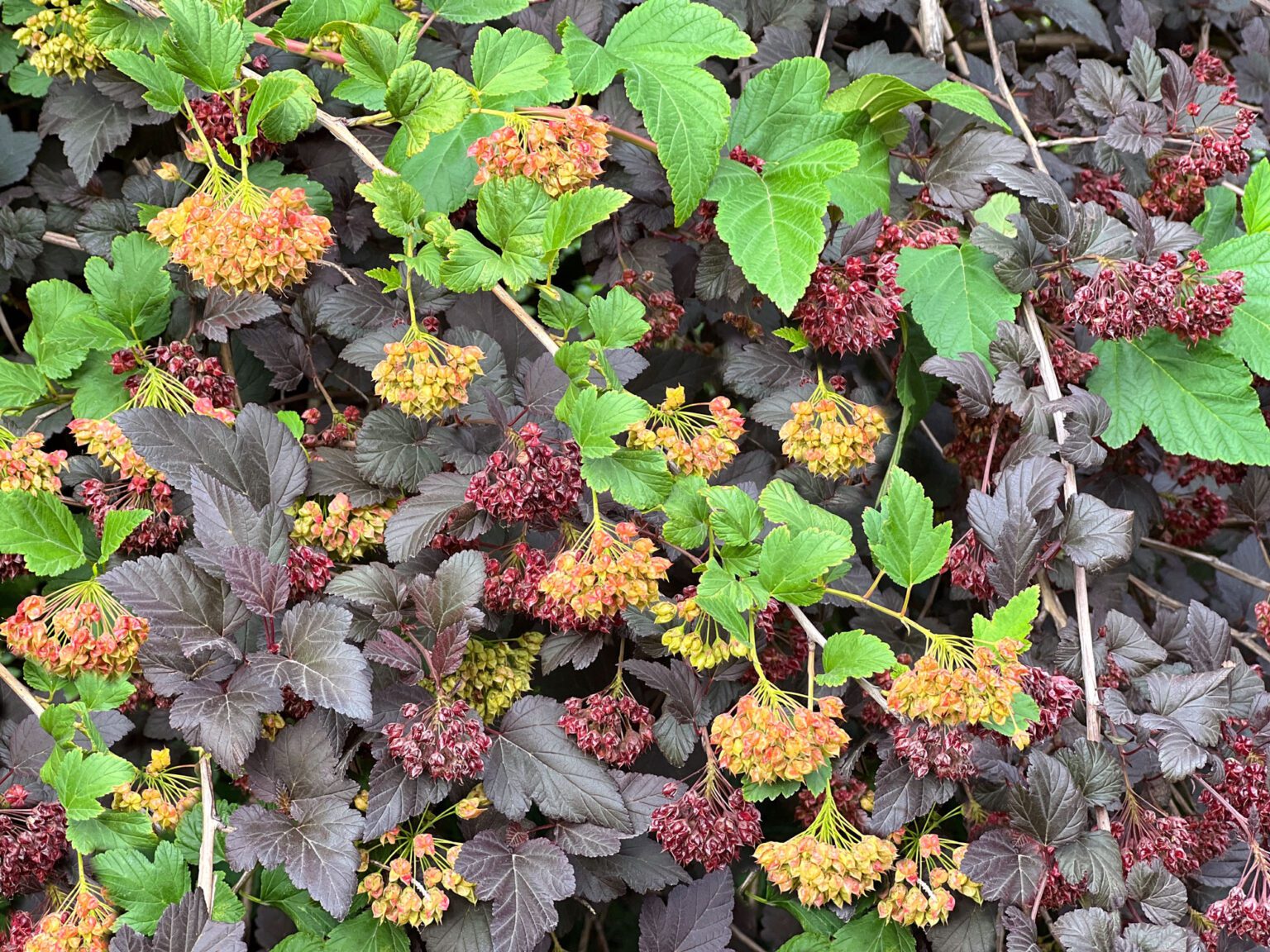 Growing and Caring for Ninebark | The Plant Native