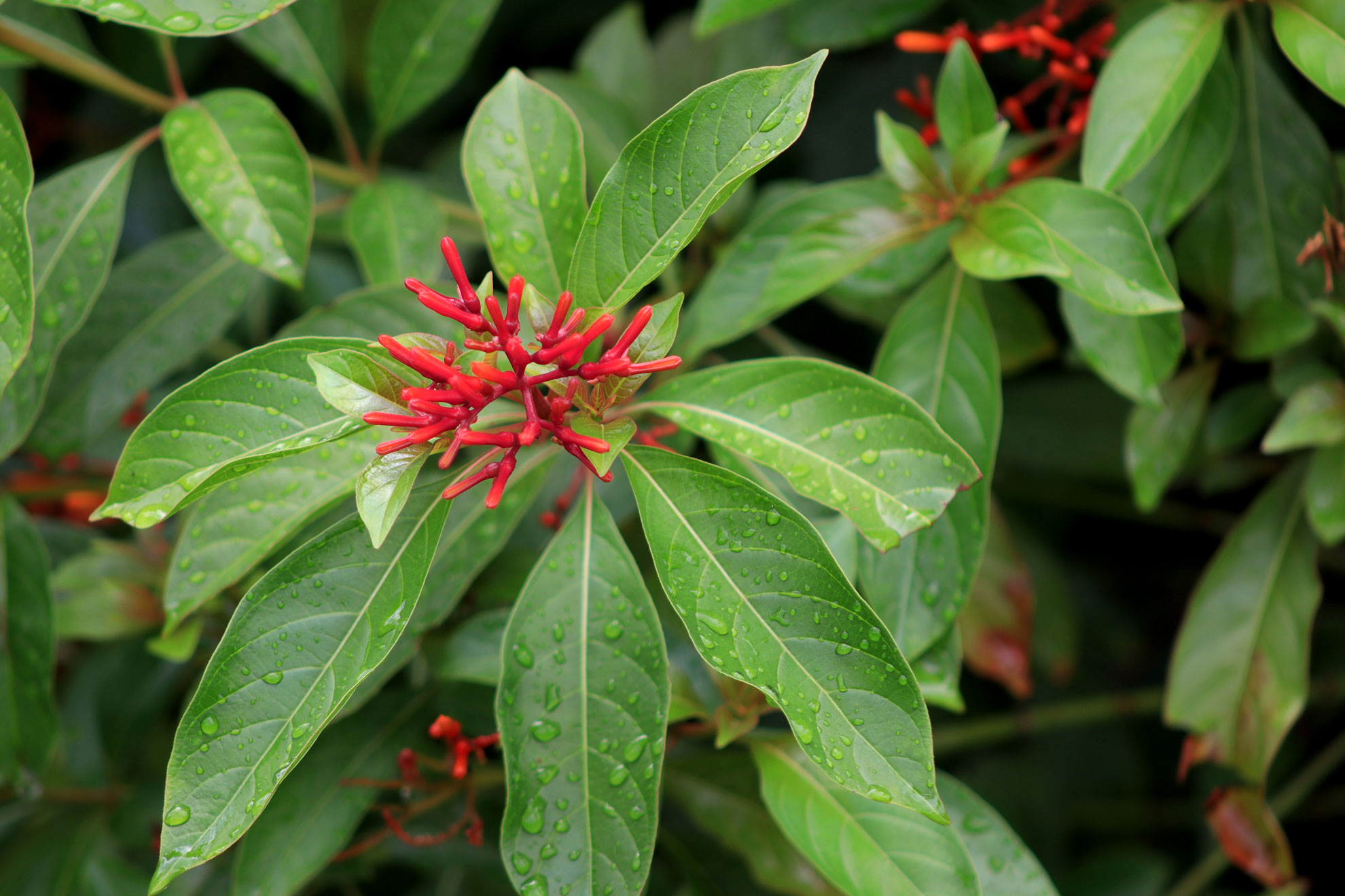 Firebush: Attract Butterflies & Hummingbirds | The Plant Native