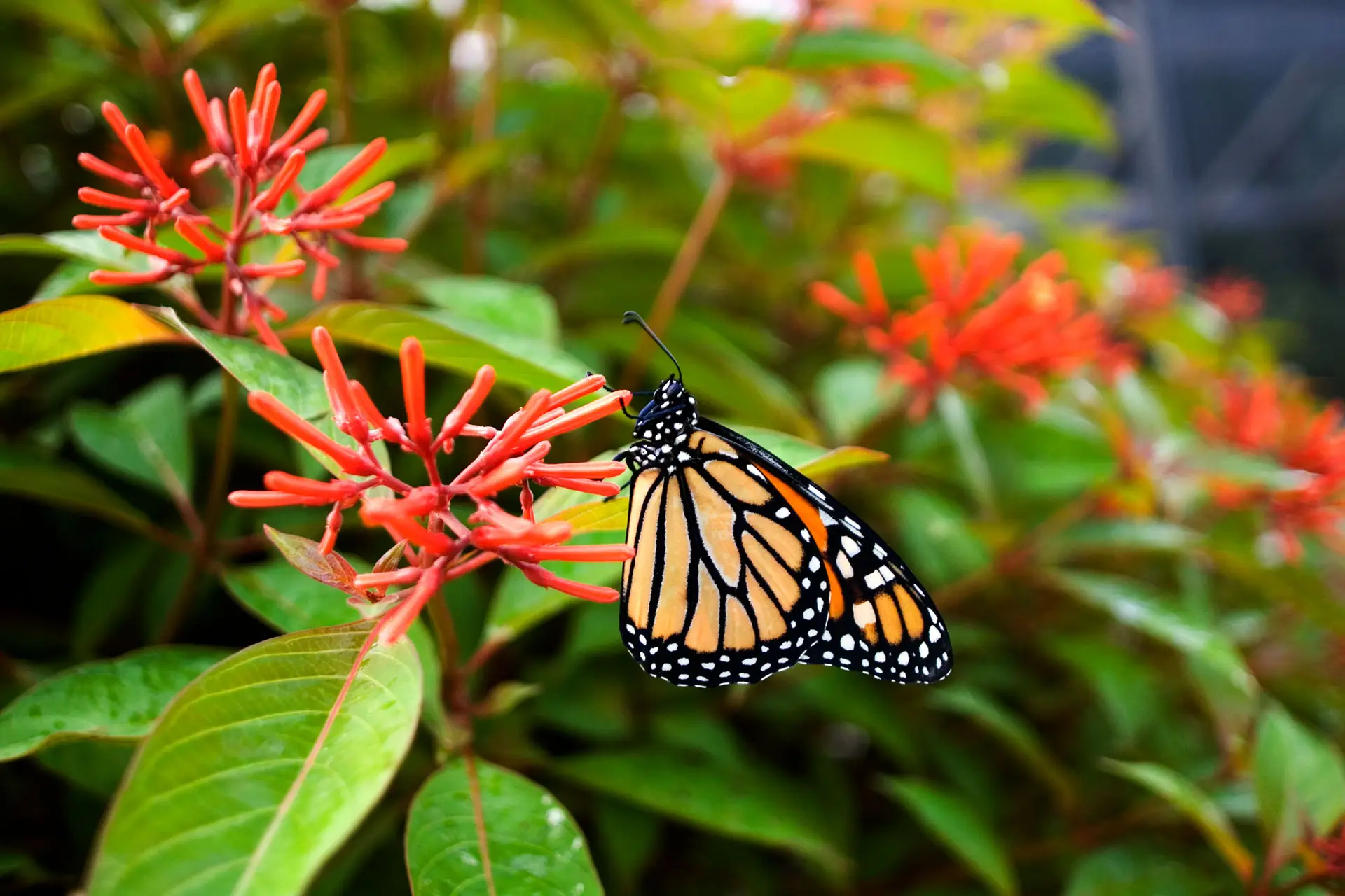 Firebush: Attract Butterflies & Hummingbirds | The Plant Native