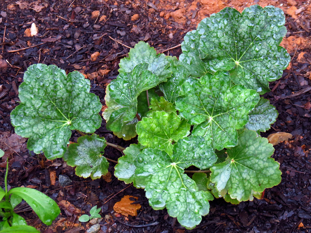 What is a cultivar? Cultivar vs. Native vs. Nativar