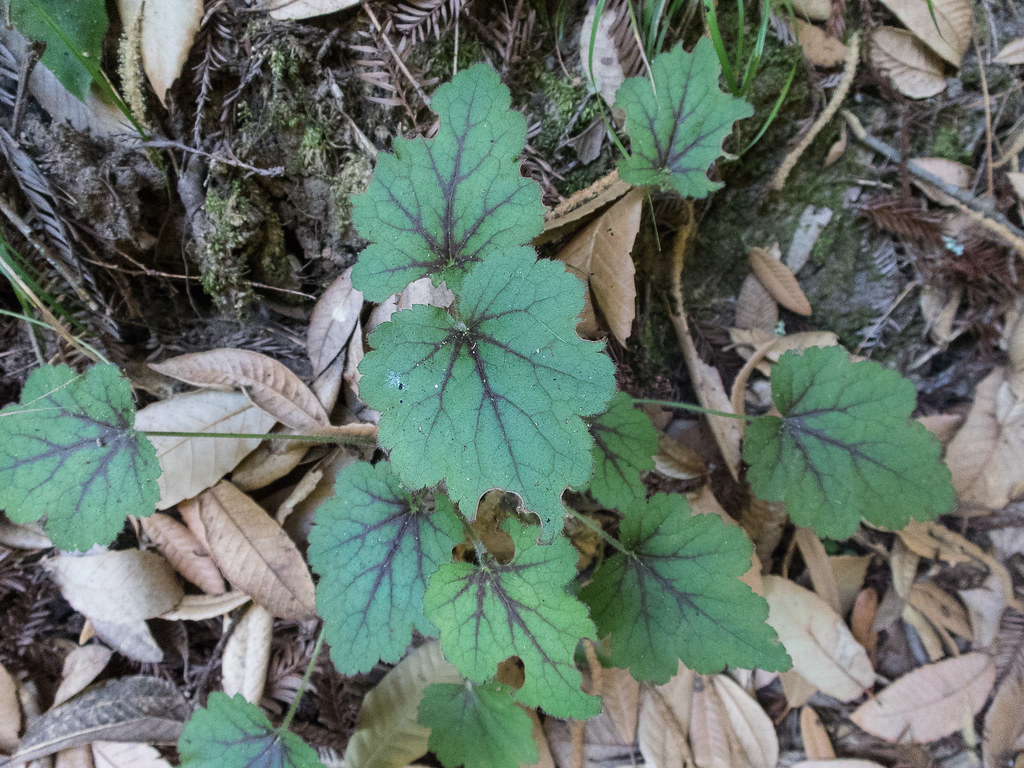 What is a cultivar? Cultivar vs. Native vs. Nativar