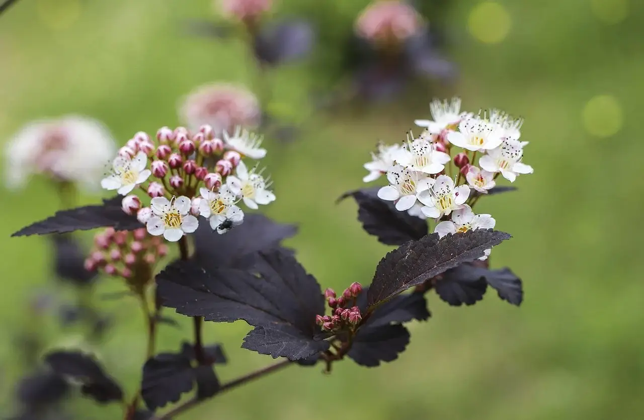 Growing and Caring for Ninebark | The Plant Native