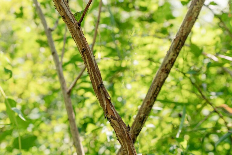 Growing and Caring for Ninebark | The Plant Native