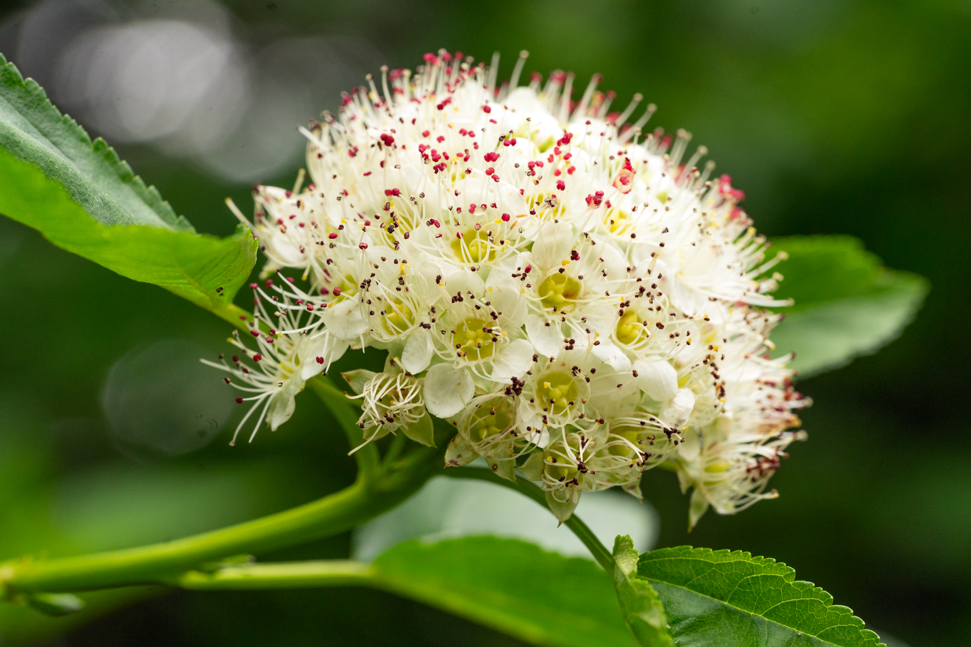 Growing and Caring for Ninebark | The Plant Native