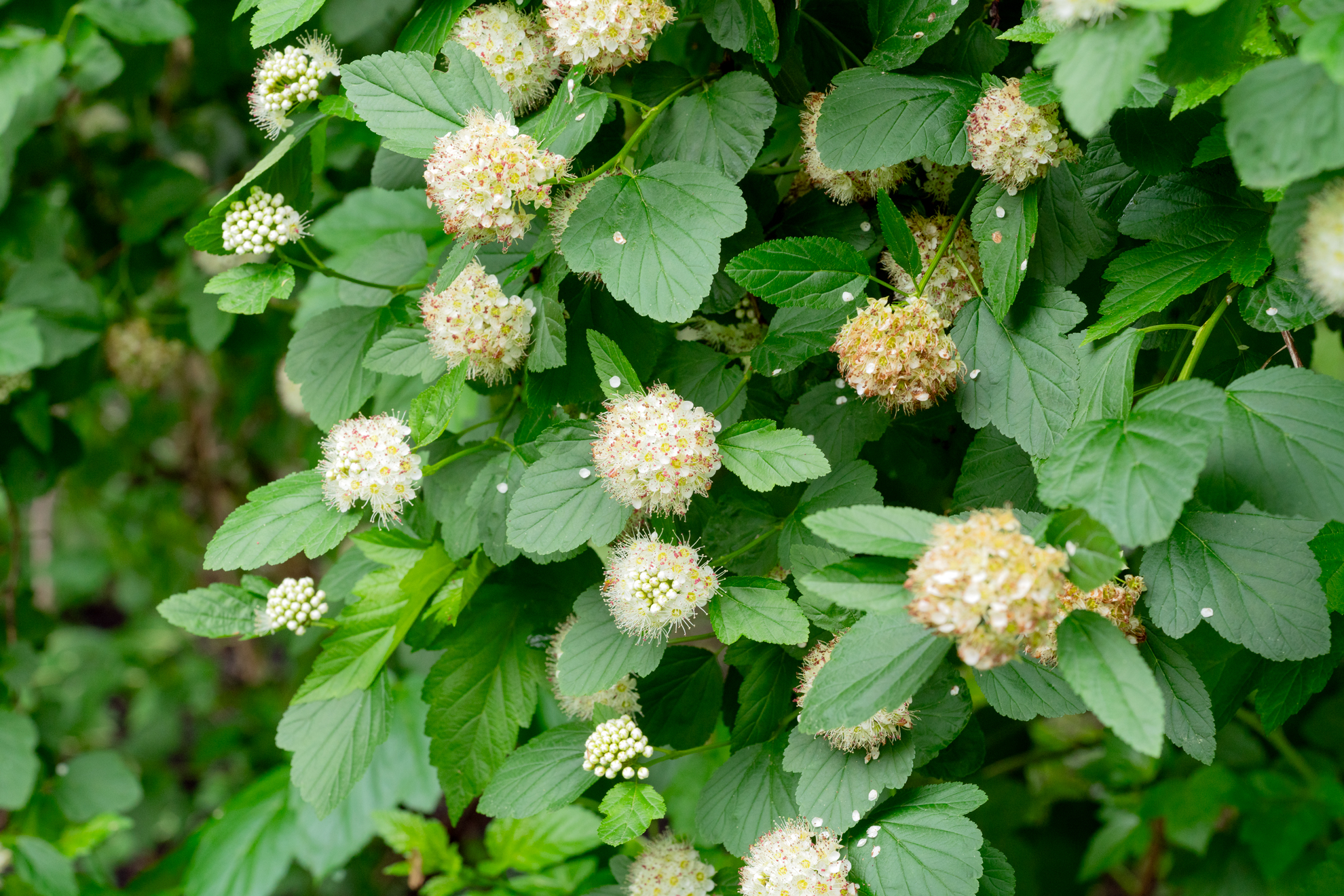 Growing and Caring for Ninebark | The Plant Native