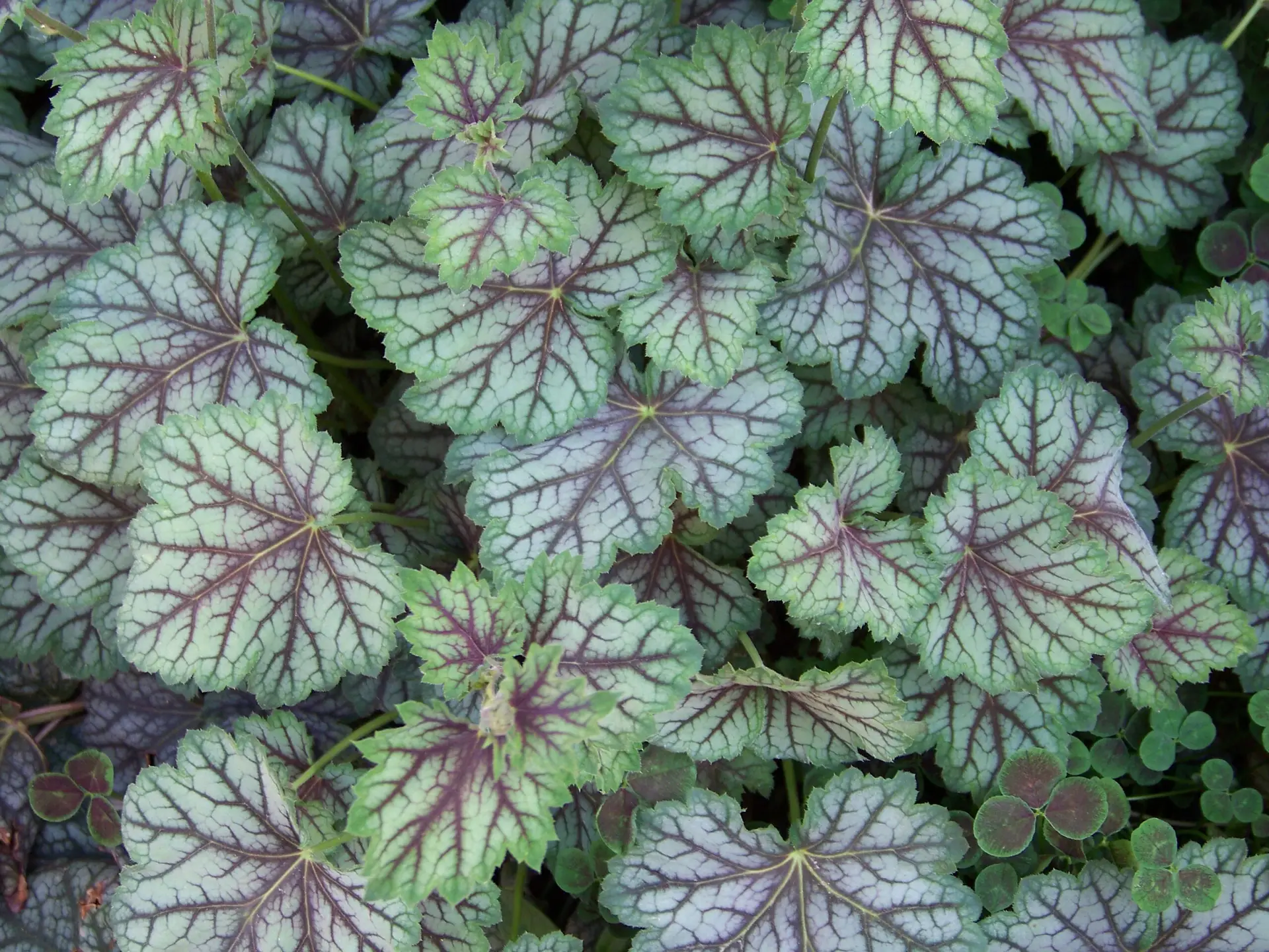 Alumroot / Coral Bells: Native Heuchera for Shade