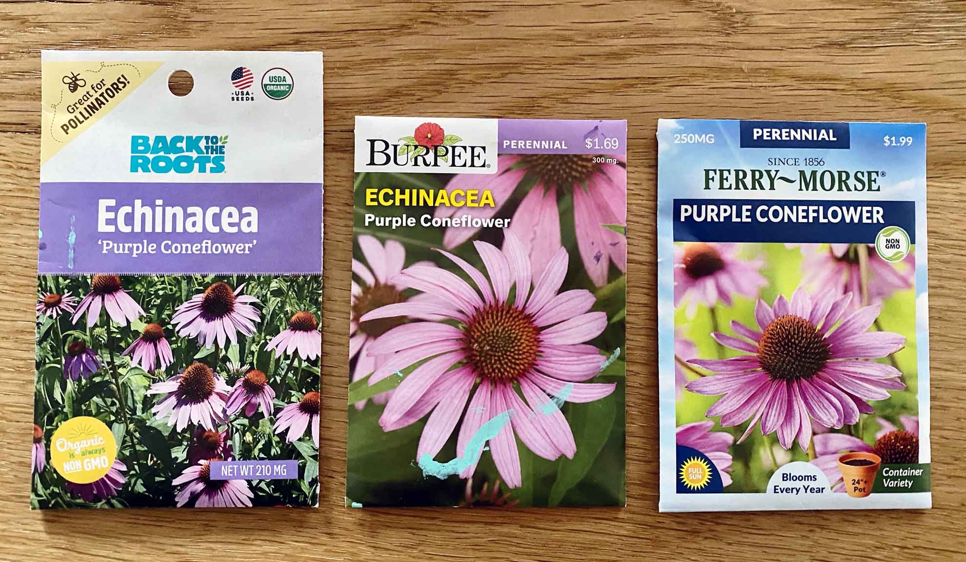 Purple Coneflower - The Plant Native