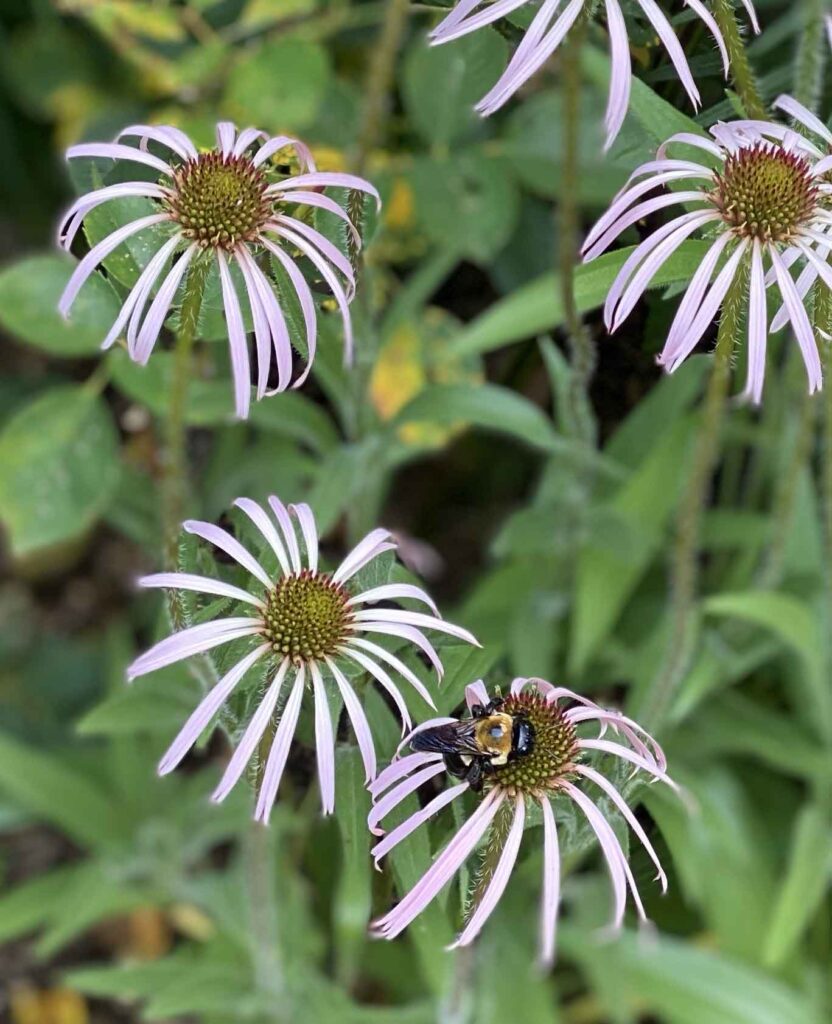 Native Plant Societies in the US and Canada - The Plant Native