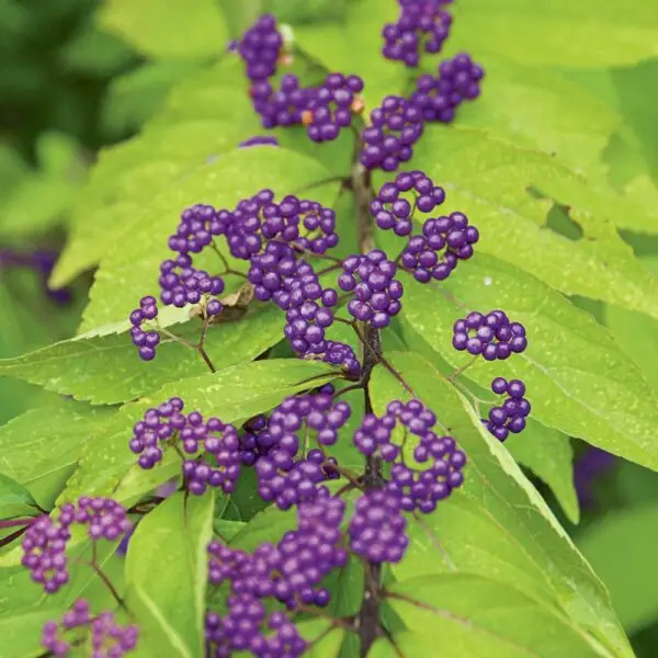 Discover the Beauty and Benefits of American Beautyberry | The Plant Native