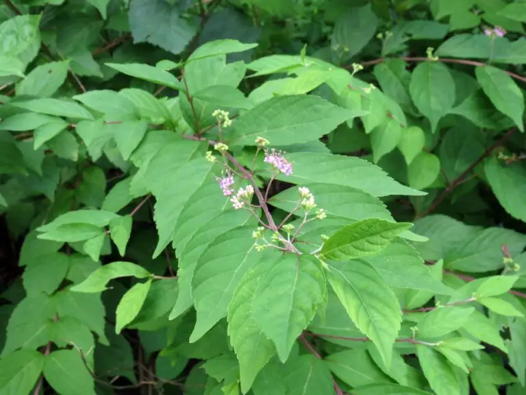 Discover the Beauty and Benefits of American Beautyberry | The Plant Native