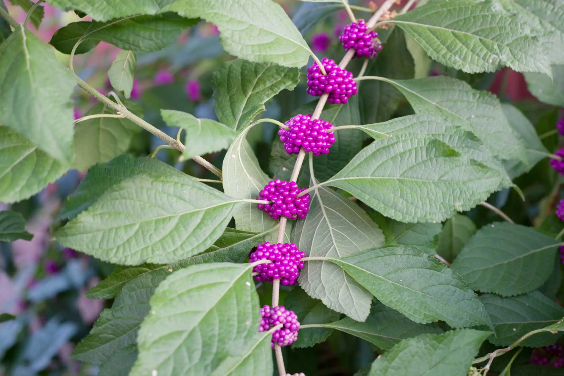 Should You Plant American Beautyberry? Native Shrub Guide