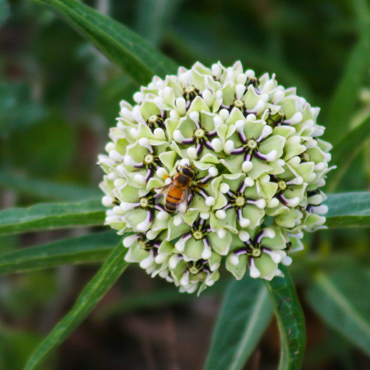 Native Milkweed: A Beginner's Guide - The Plant Native