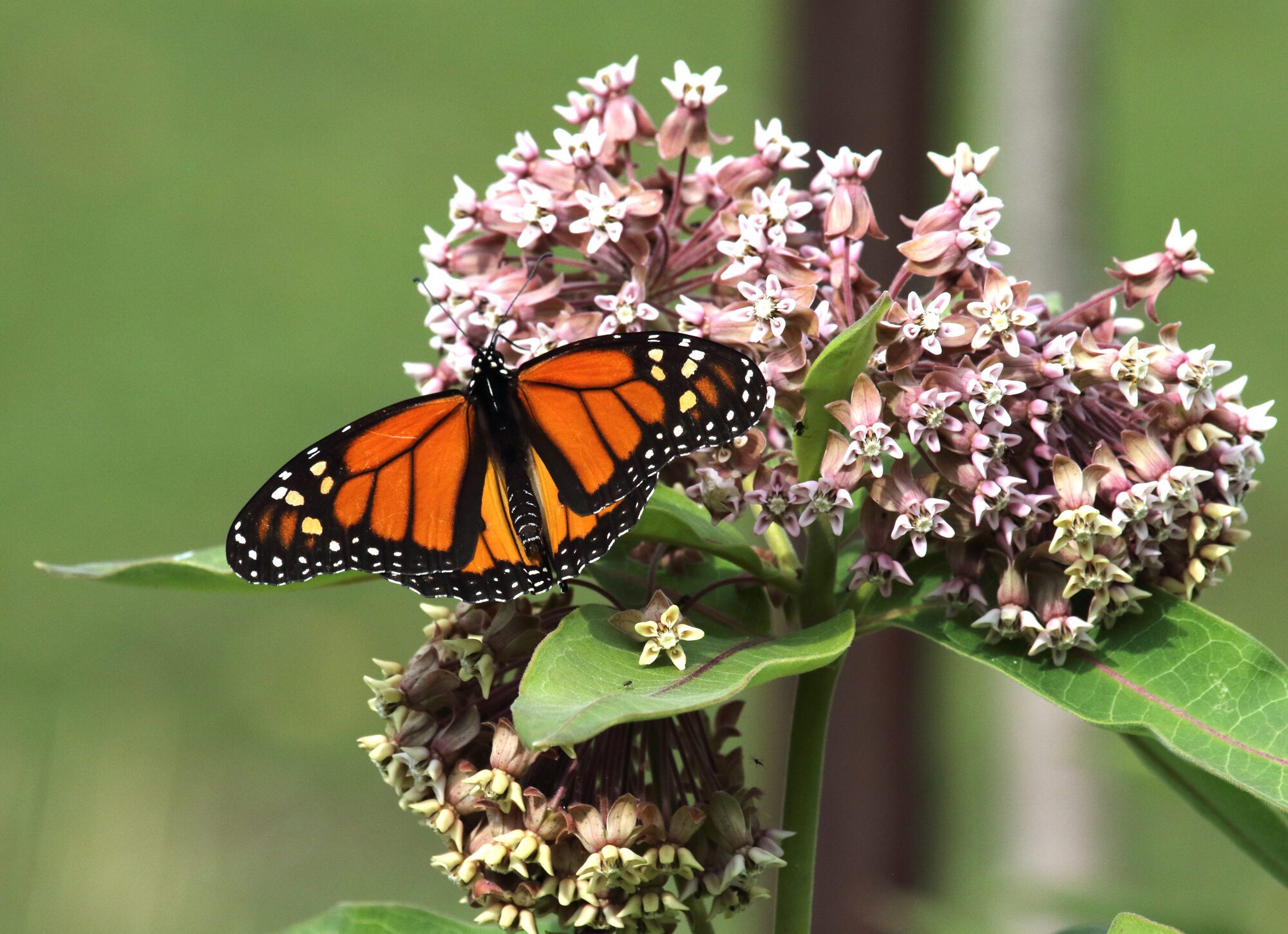 How to Plant Native Milkweed - The Plant Native