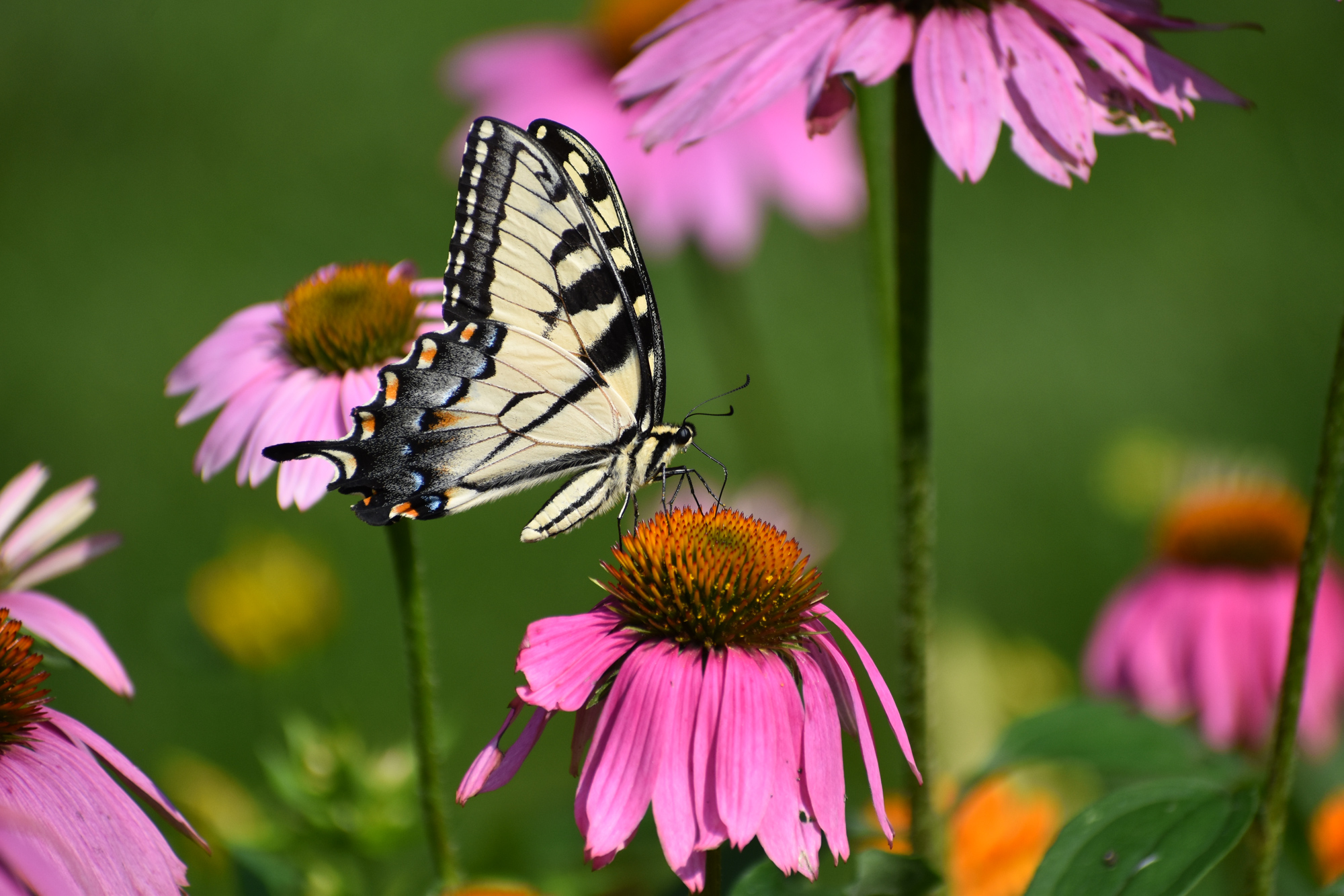 Coneflowers: Easy-to-Grow Native Plants | The Plant Native