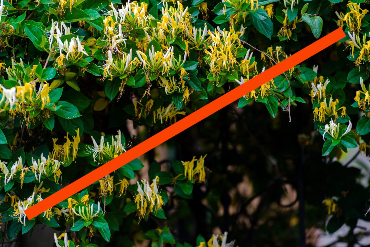 What is a Native Plant? How can I plant a native garden?