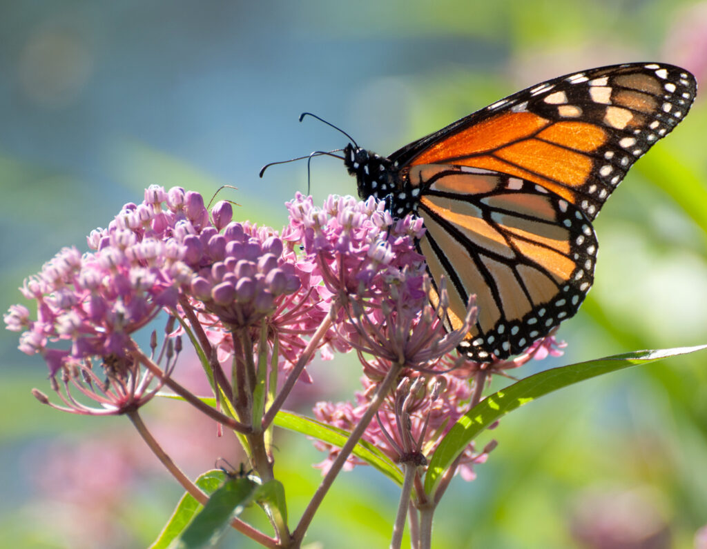 Native Plants for Butterflies | The Plant Native