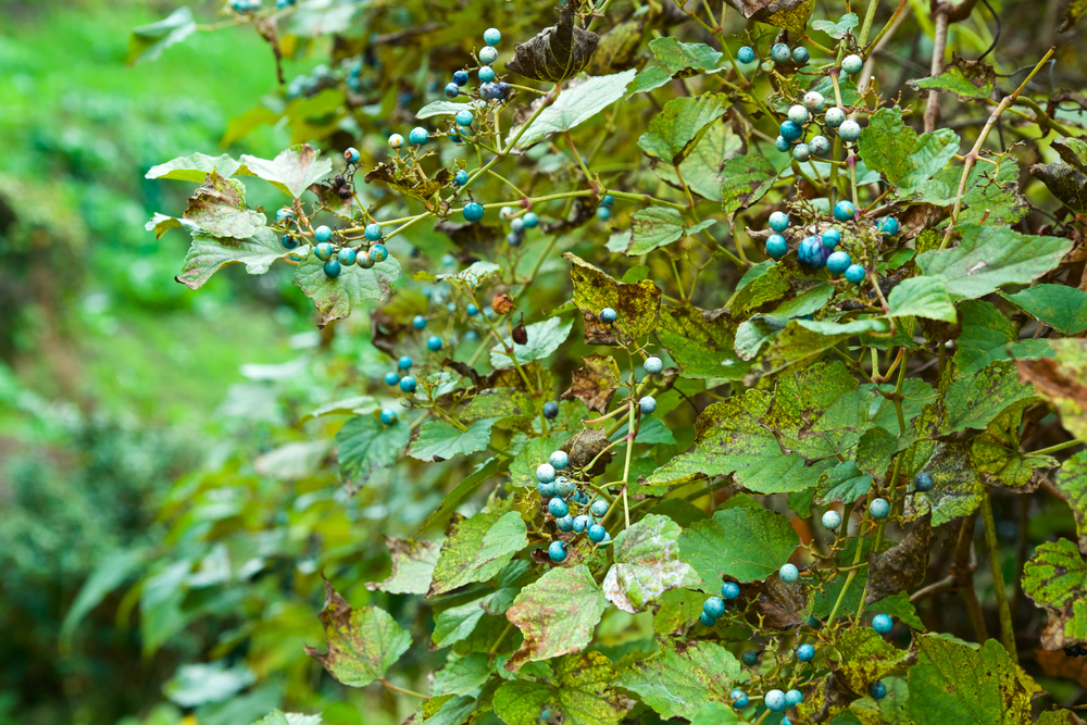 What is an Invasive Plant? Are invasive plants bad?