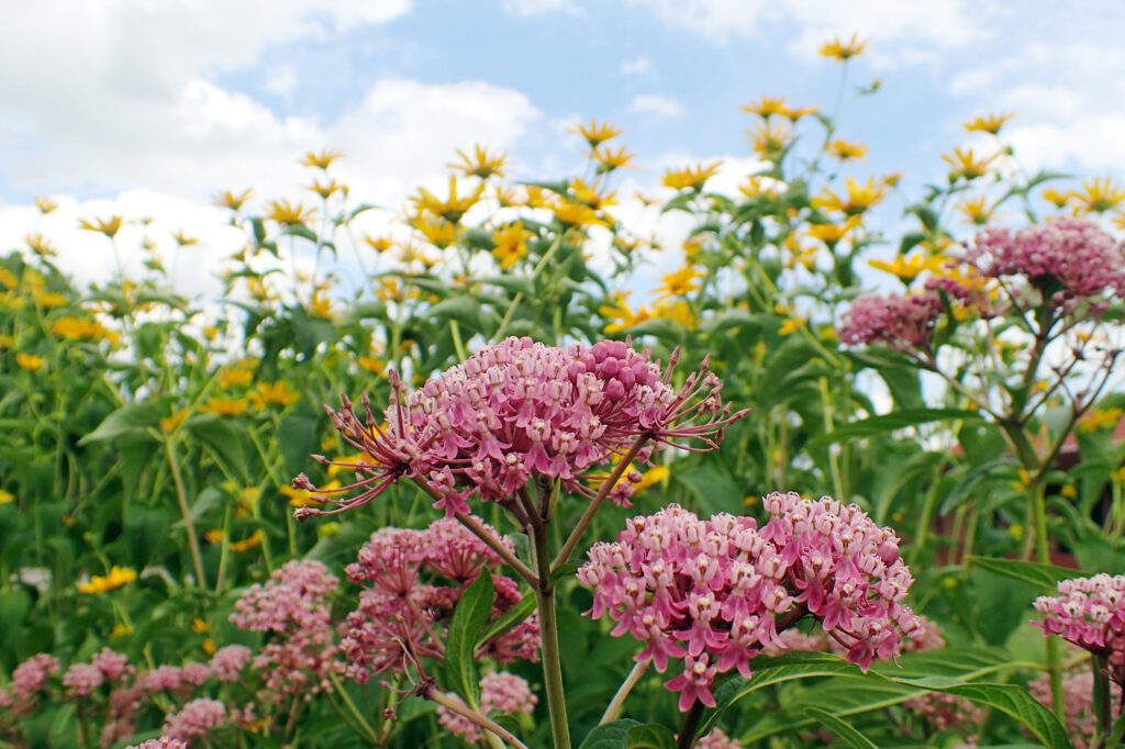 What is a host plant? — The Plant Native