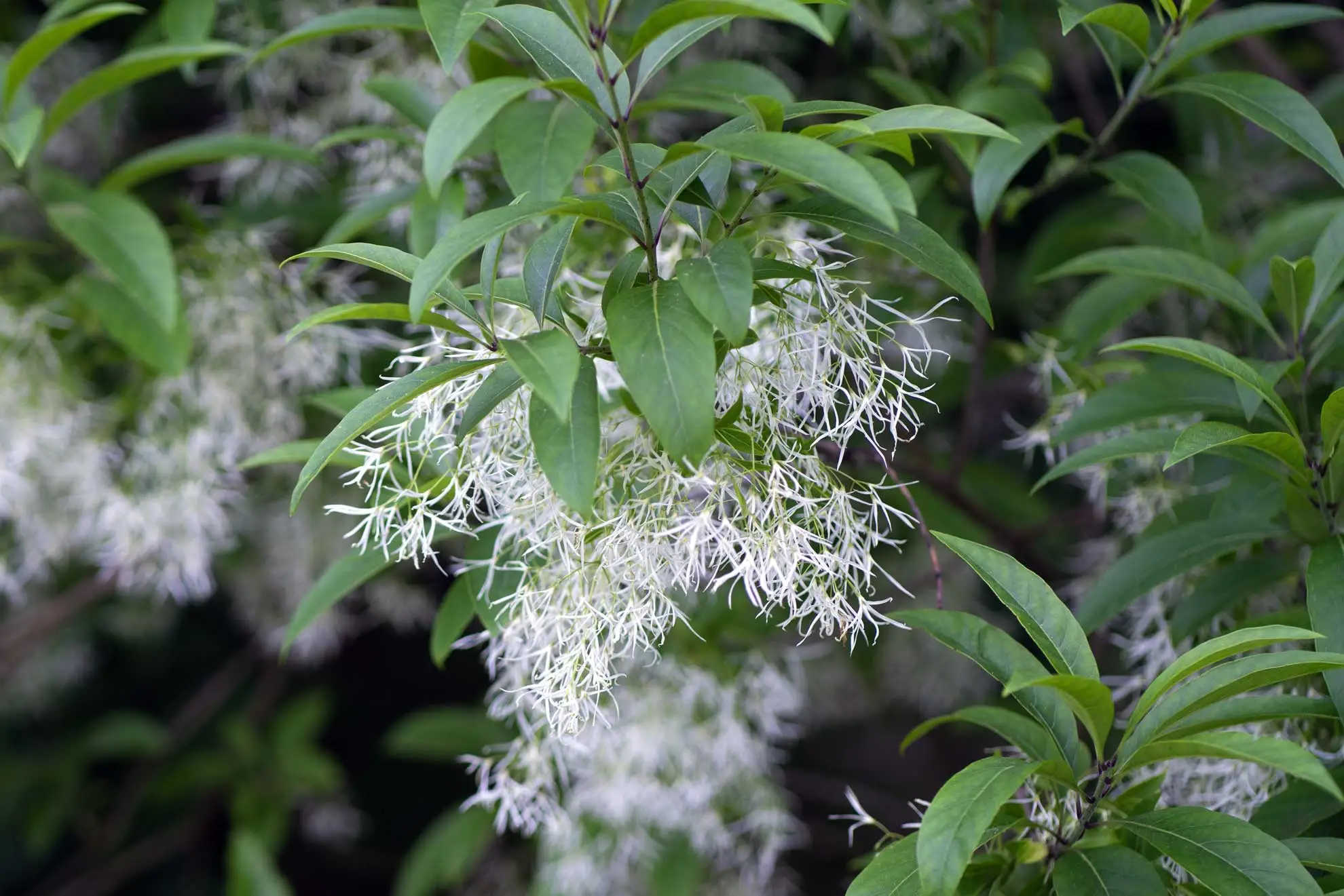 Native Fringe Tree: Beauty and Benefits | The Plant Native