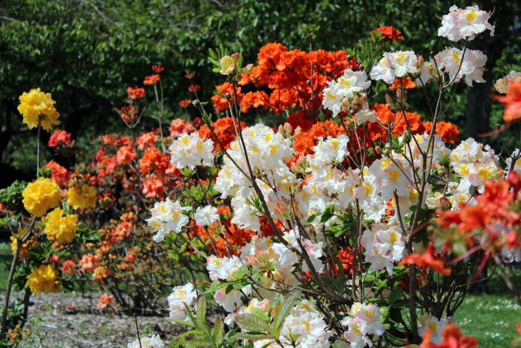 The Beauty And Benefits Of Native Azaleas The Plant Native