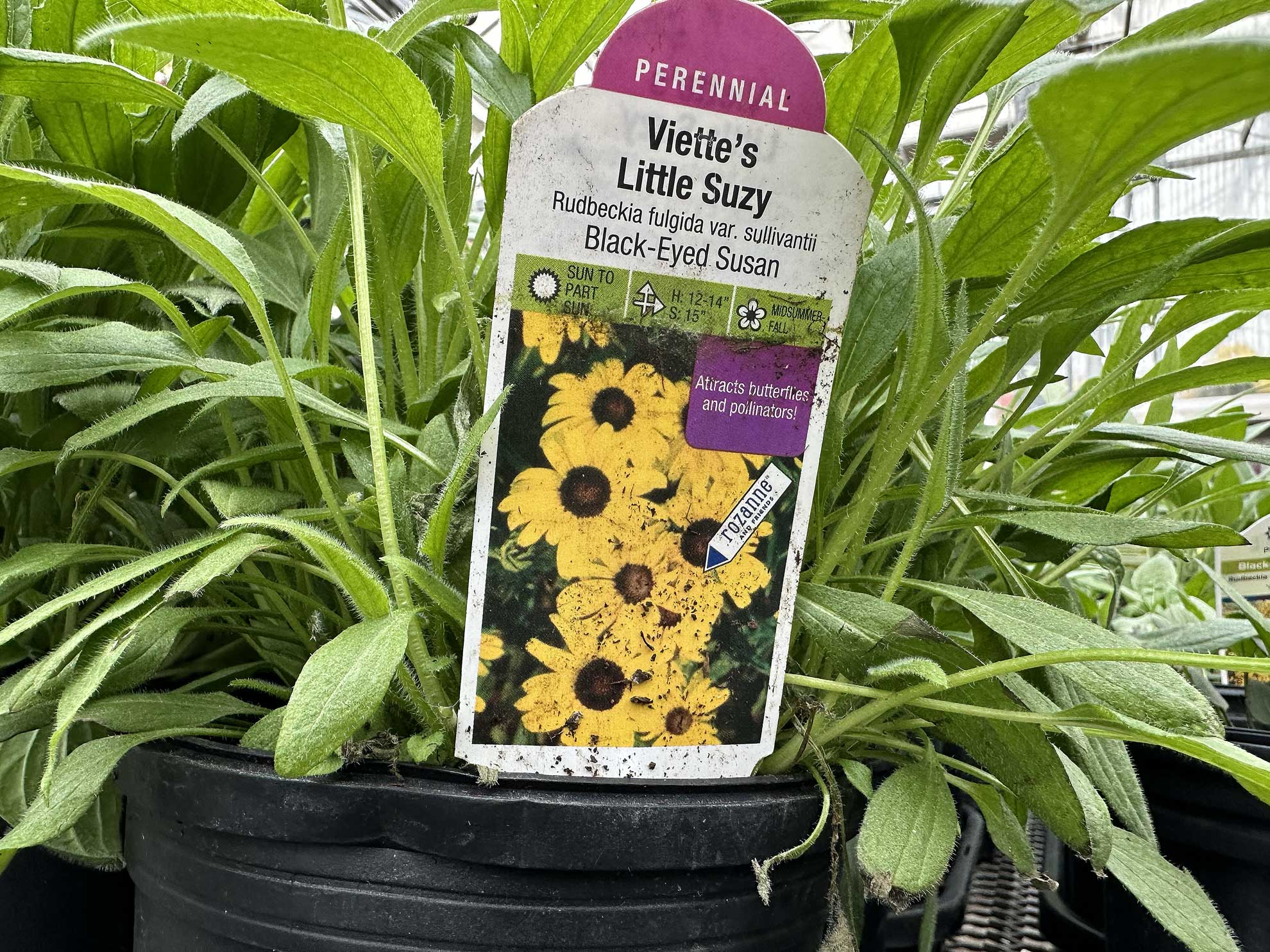 Black-Eyed Susans: Bright, Deer-Proof Native for Sun