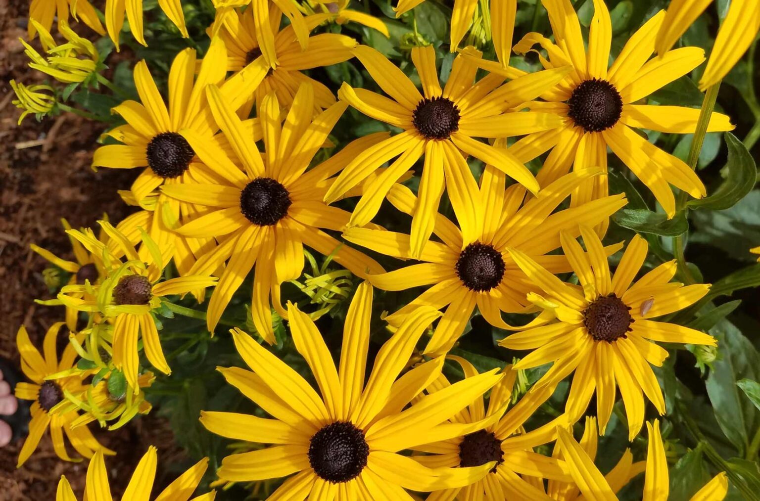 Best native plants for dry areas - The Plant Native