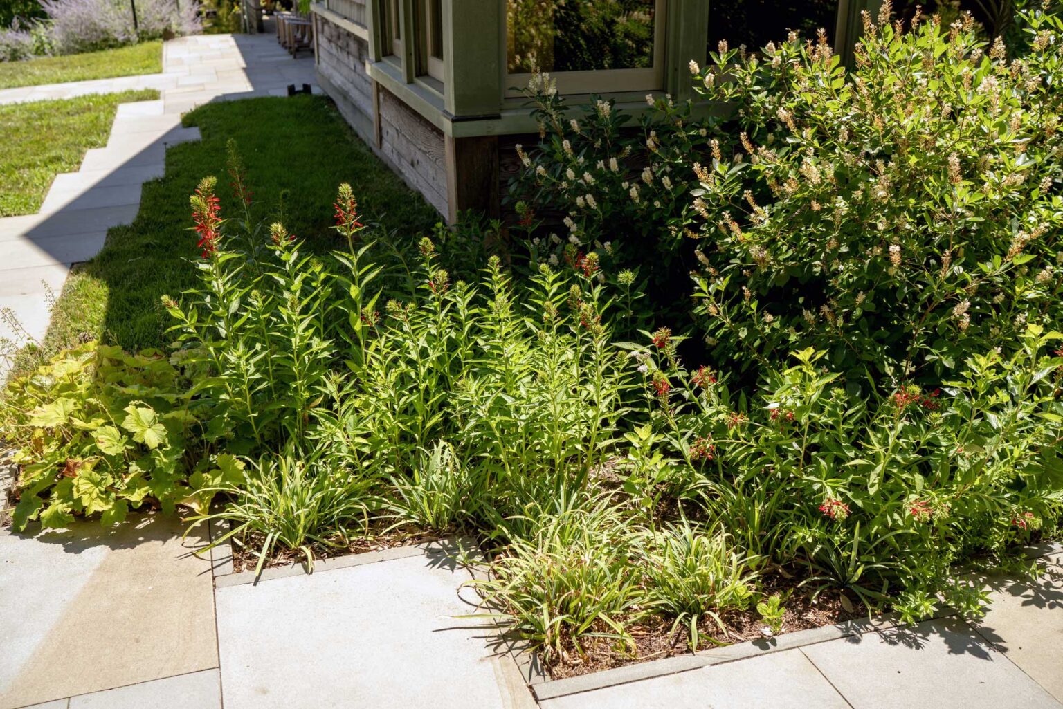 Native Cardinal Flower - A Beginner's Guide | The Plant Native