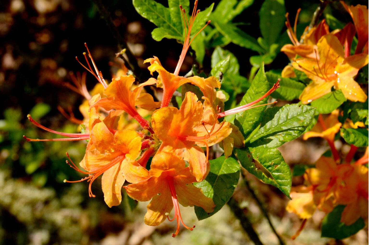 The Beauty And Benefits Of Native Azaleas The Plant Native
