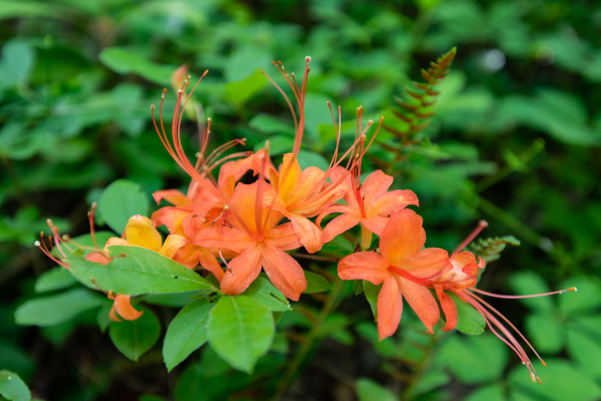 The Beauty and Benefits of Native Azaleas | The Plant Native