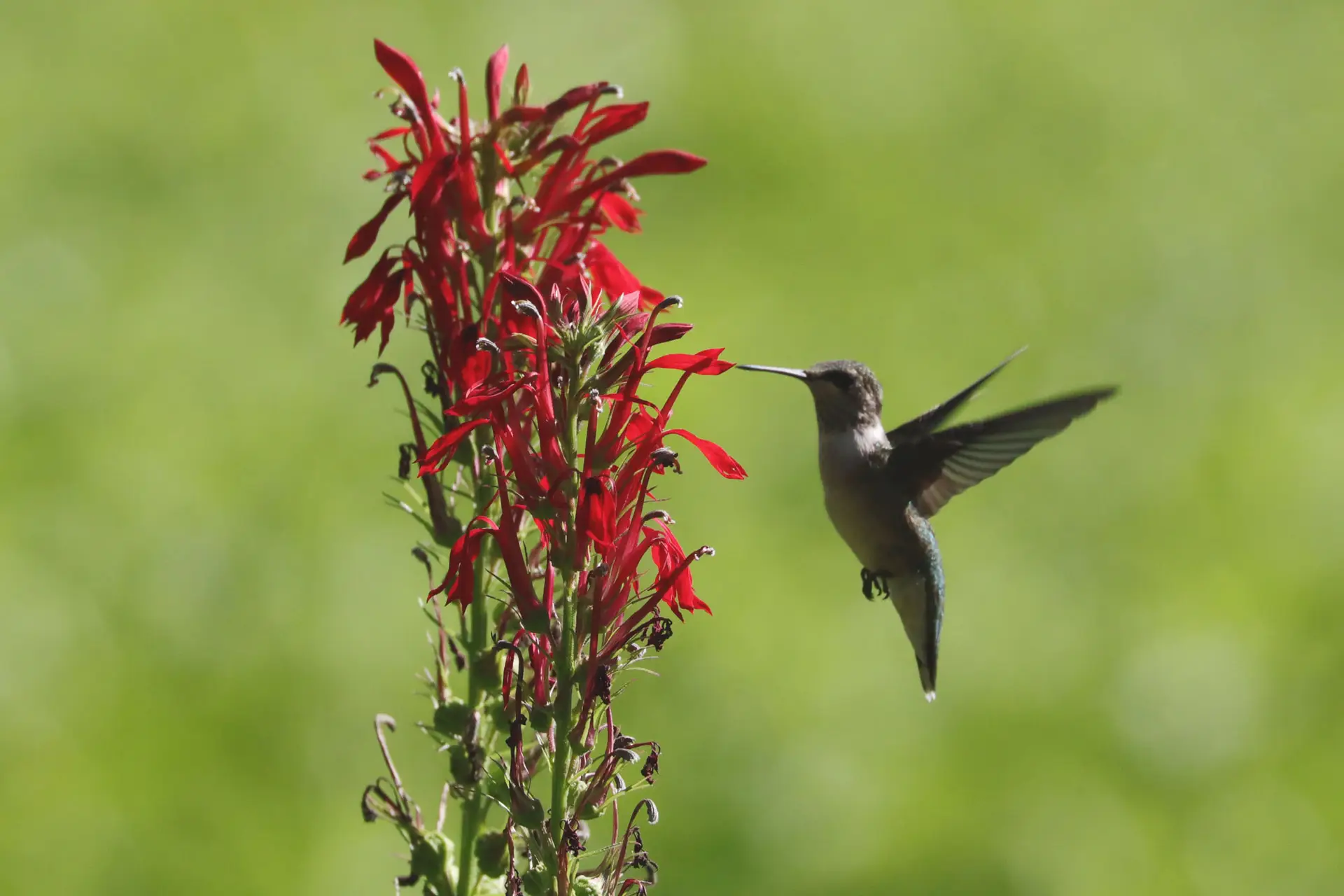 Native Cardinal Flower - A Beginner's Guide | The Plant Native