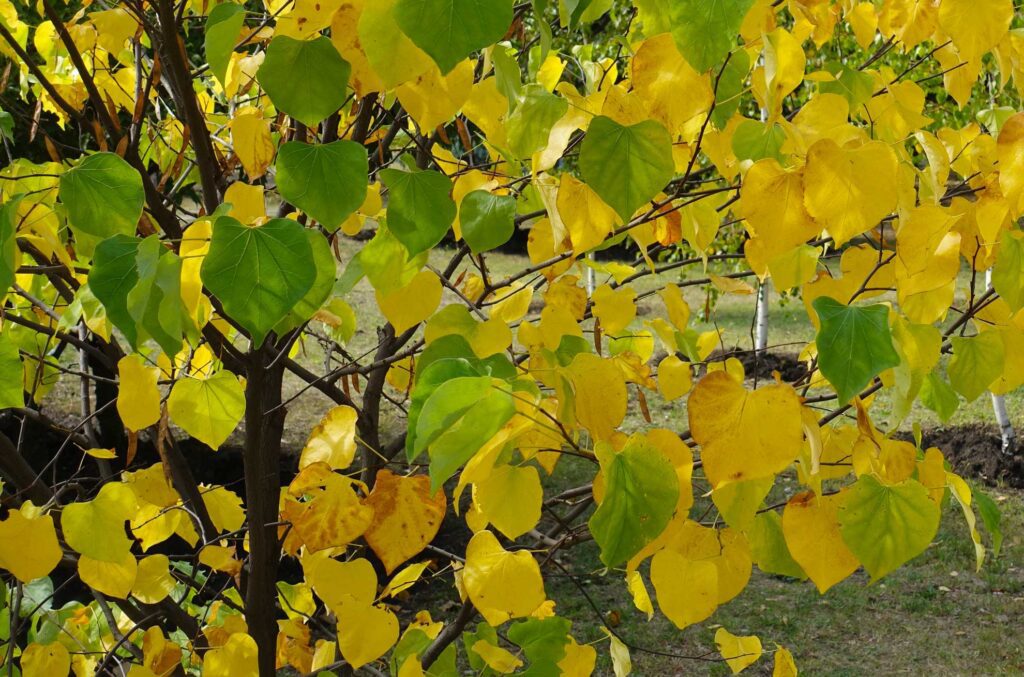 What are the best native trees for front yards? - The Plant Native