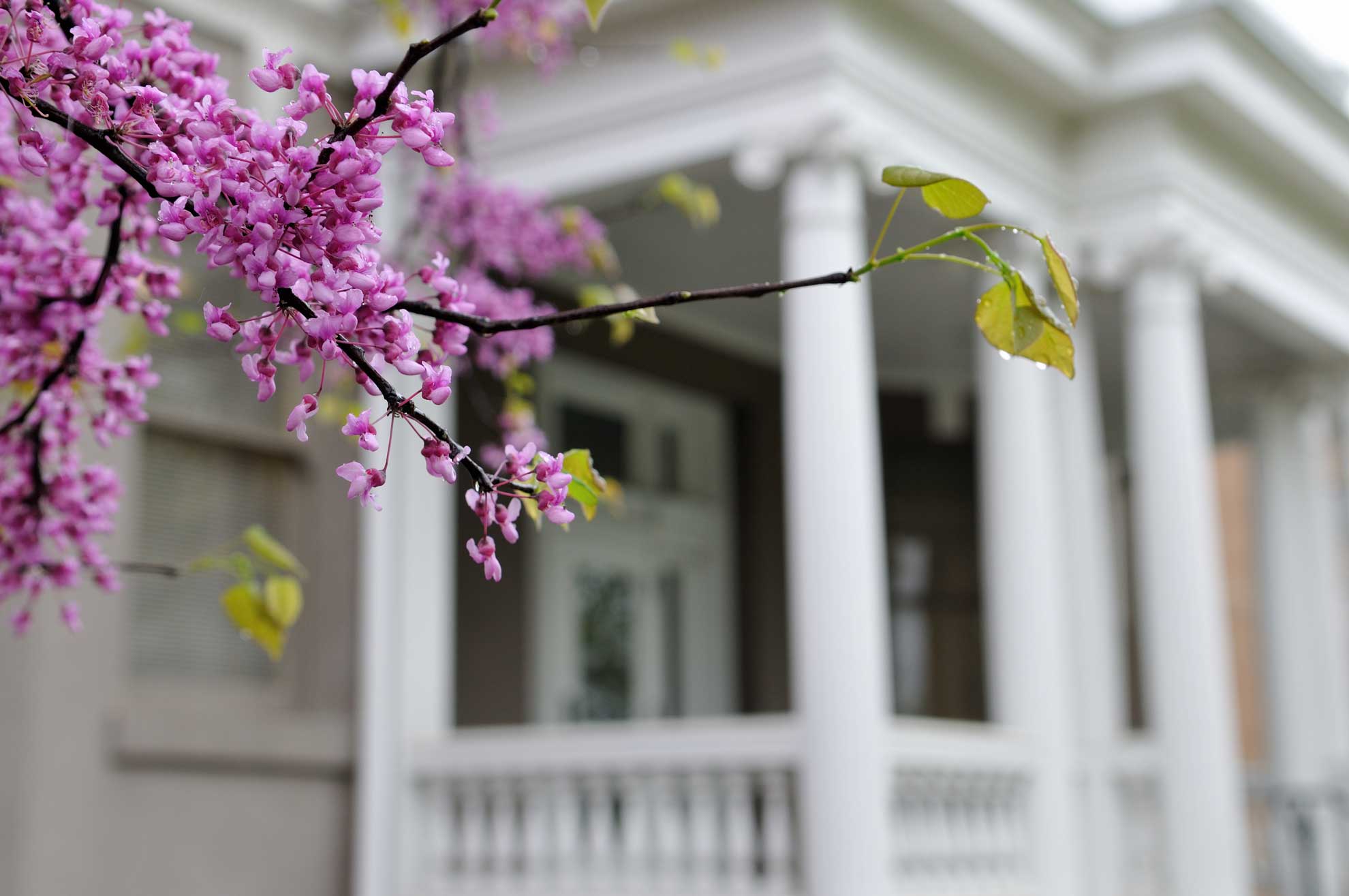 What are the best native trees for front yards? - The Plant Native