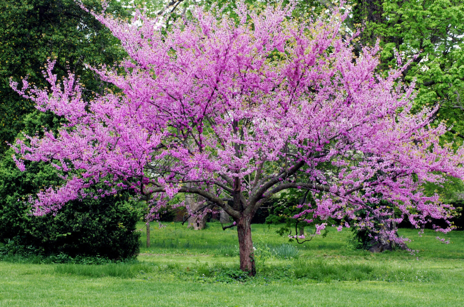 Redbud: Burst of Spring Color | The Plant Native