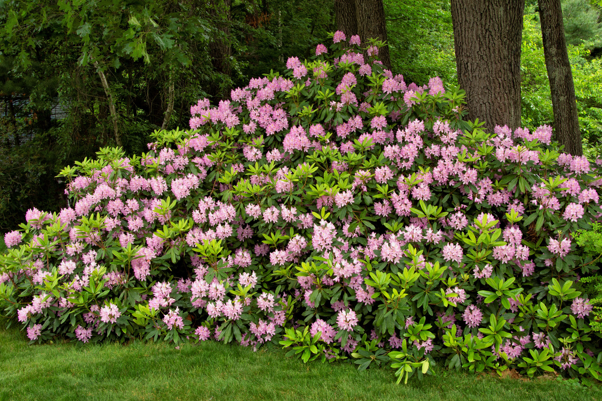 The Beauty and Benefits of Native Rhododendrons | The Plant Native The Beauty and Benefits of Native Rhododendrons | The Plant Native
