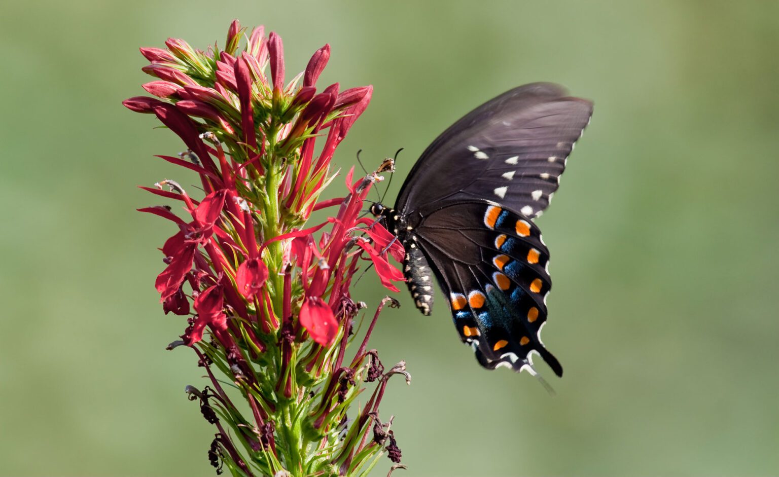 Lawns vs. Native Gardens — What’s easier? - The Plant Native