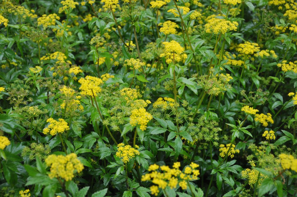 Golden Alexander: A Native Garden Star | The Plant Native