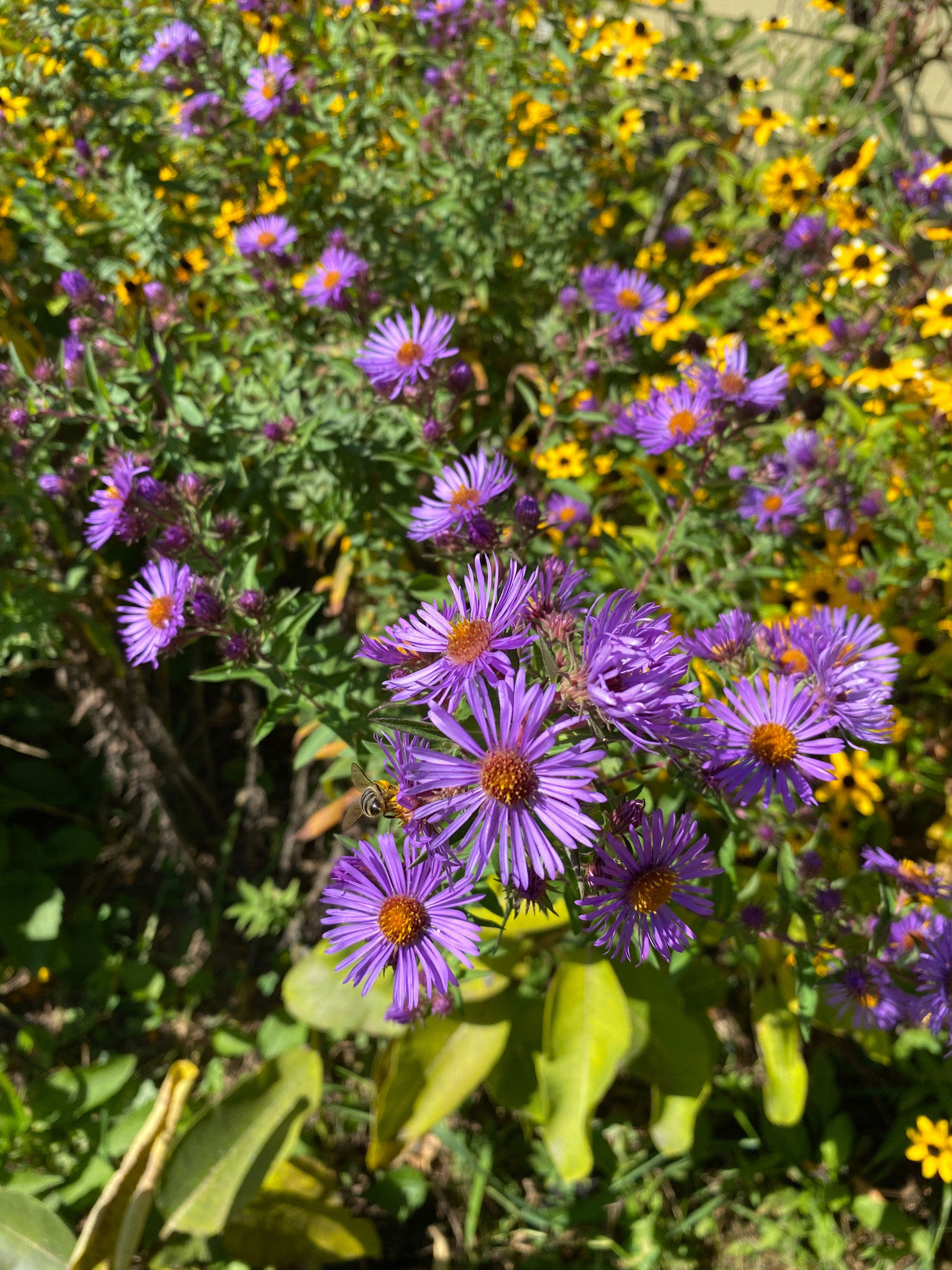 The best native plants for fall gardens - The Plant Native