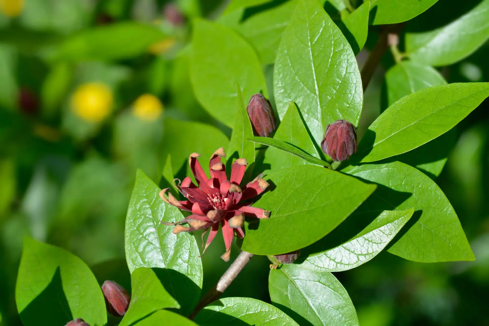 Sweetshrub: Fragrant Native Shrub for Spring Gardens