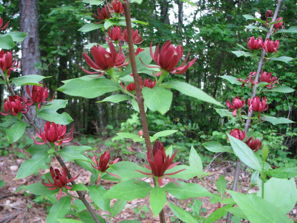 Sweetshrub: A Native Beauty for Your Garden | The Plant Native