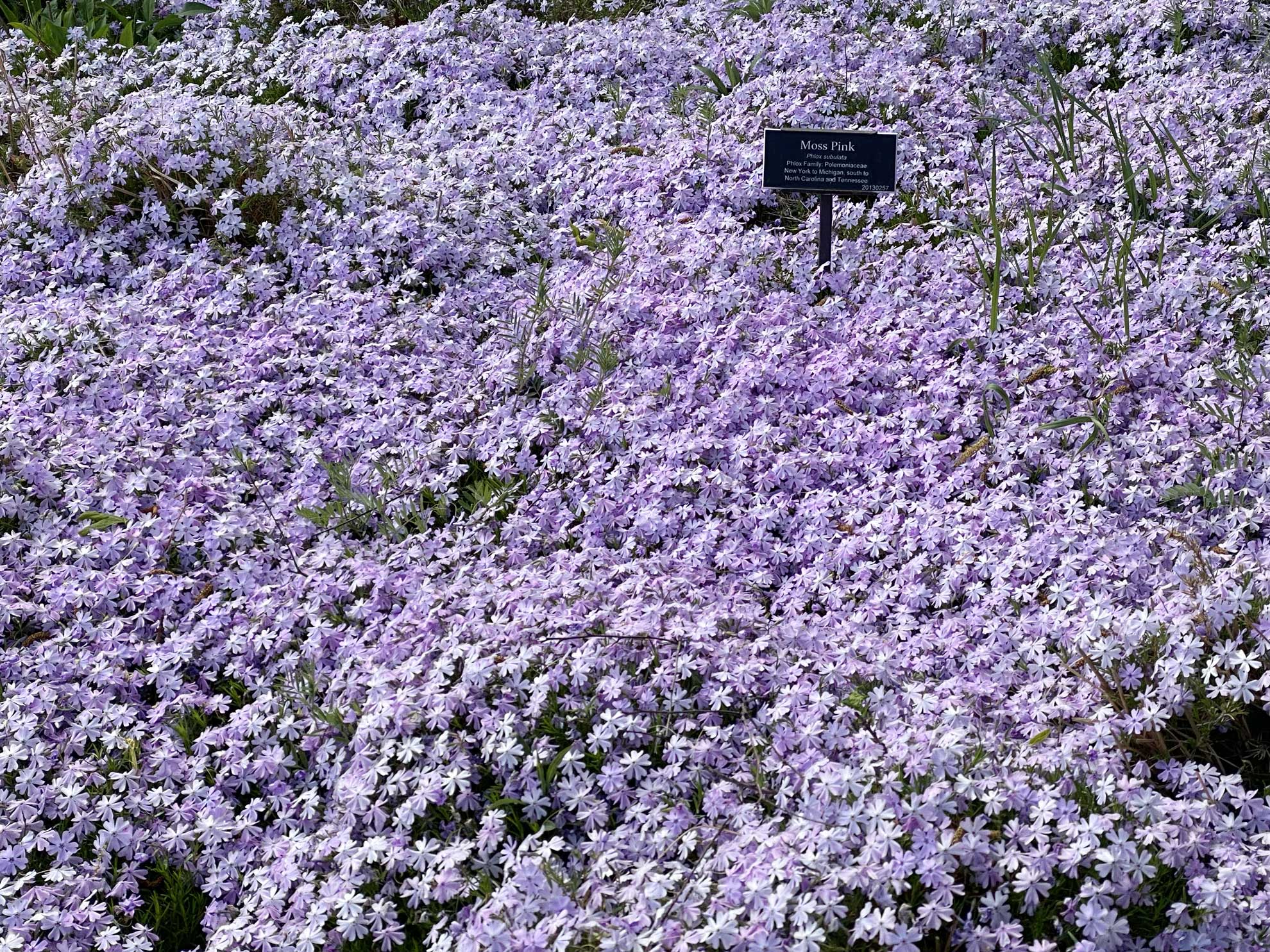 Creeping Phlox: A Beginner's Growing Guide