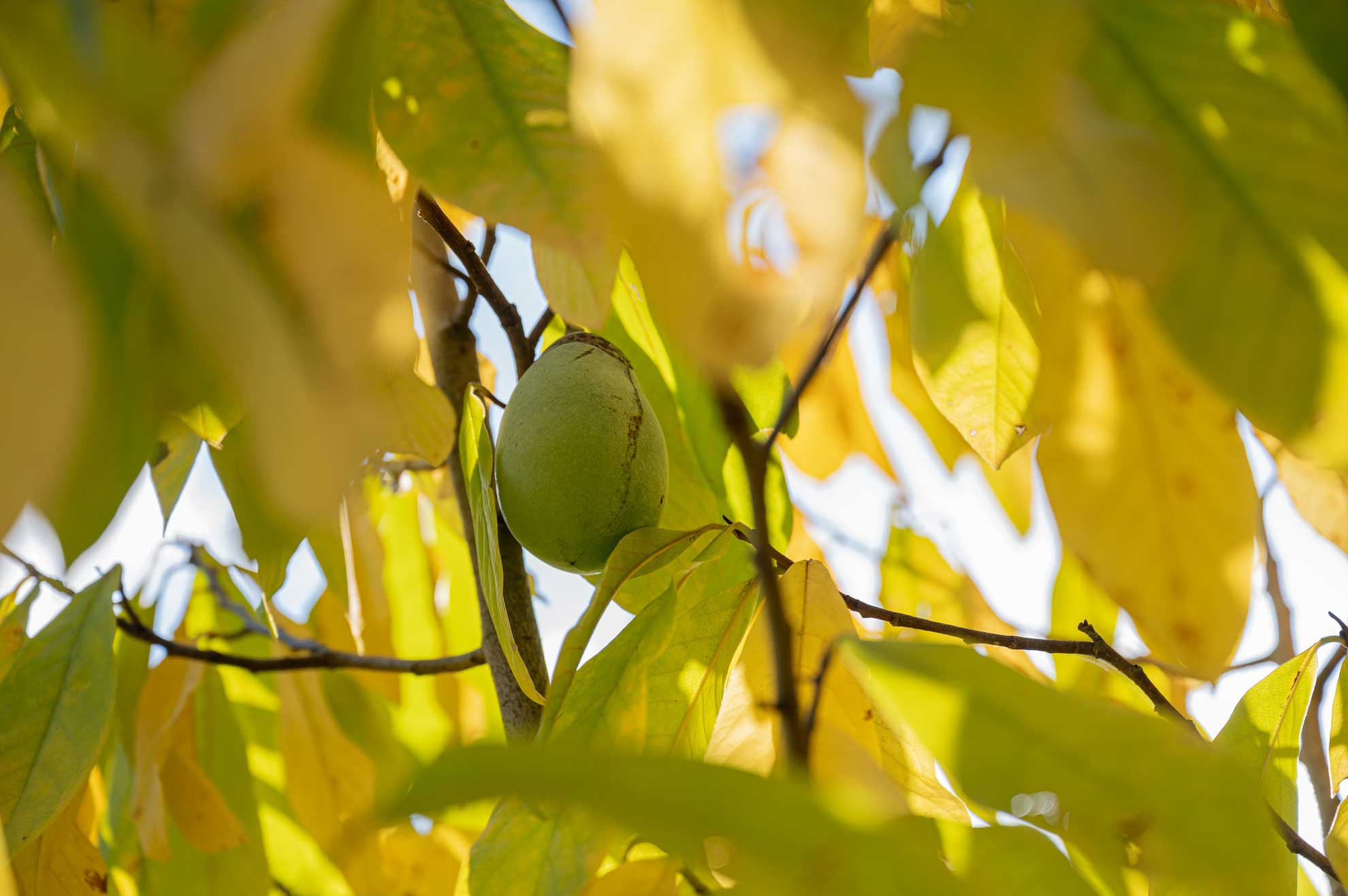 Growing Native Pawpaw Trees: A Guide to Planting | The Plant Native