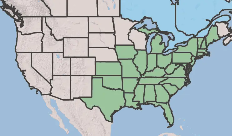 Attract Hummingbirds with Coral Honeysuckle | The Plant Native
