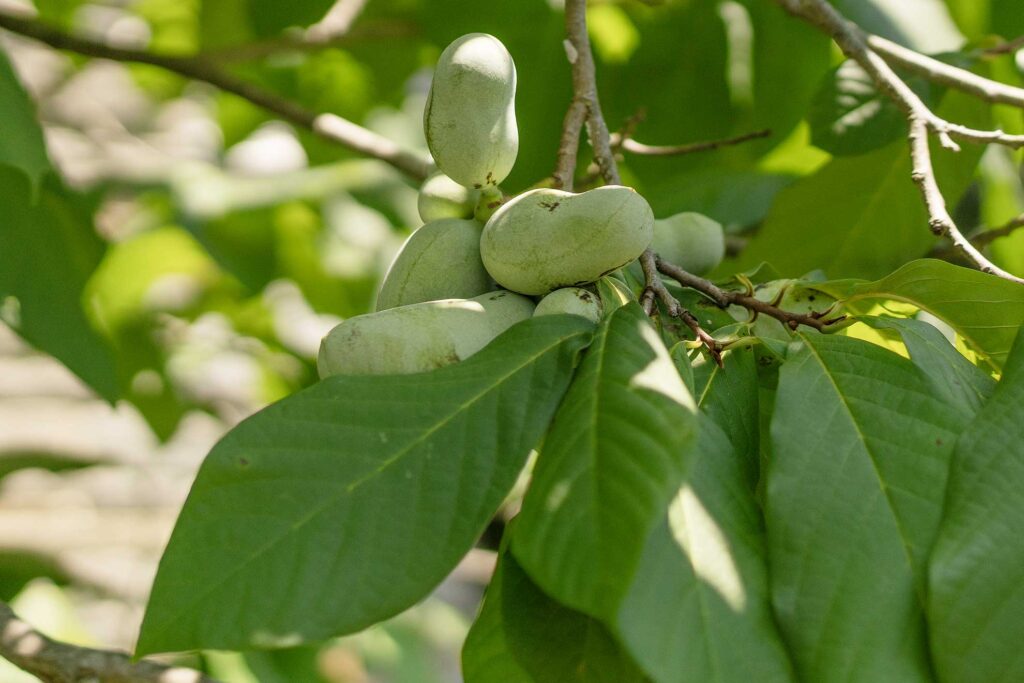 Pawpaw: Native Tree with North America’s Largest Fruit