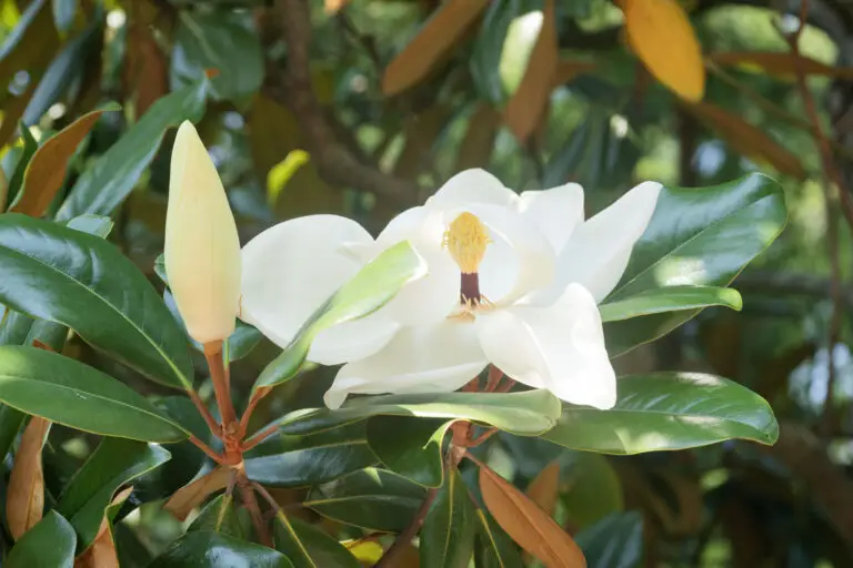 Southern Magnolias - A Beginner's Guide - The Plant Native