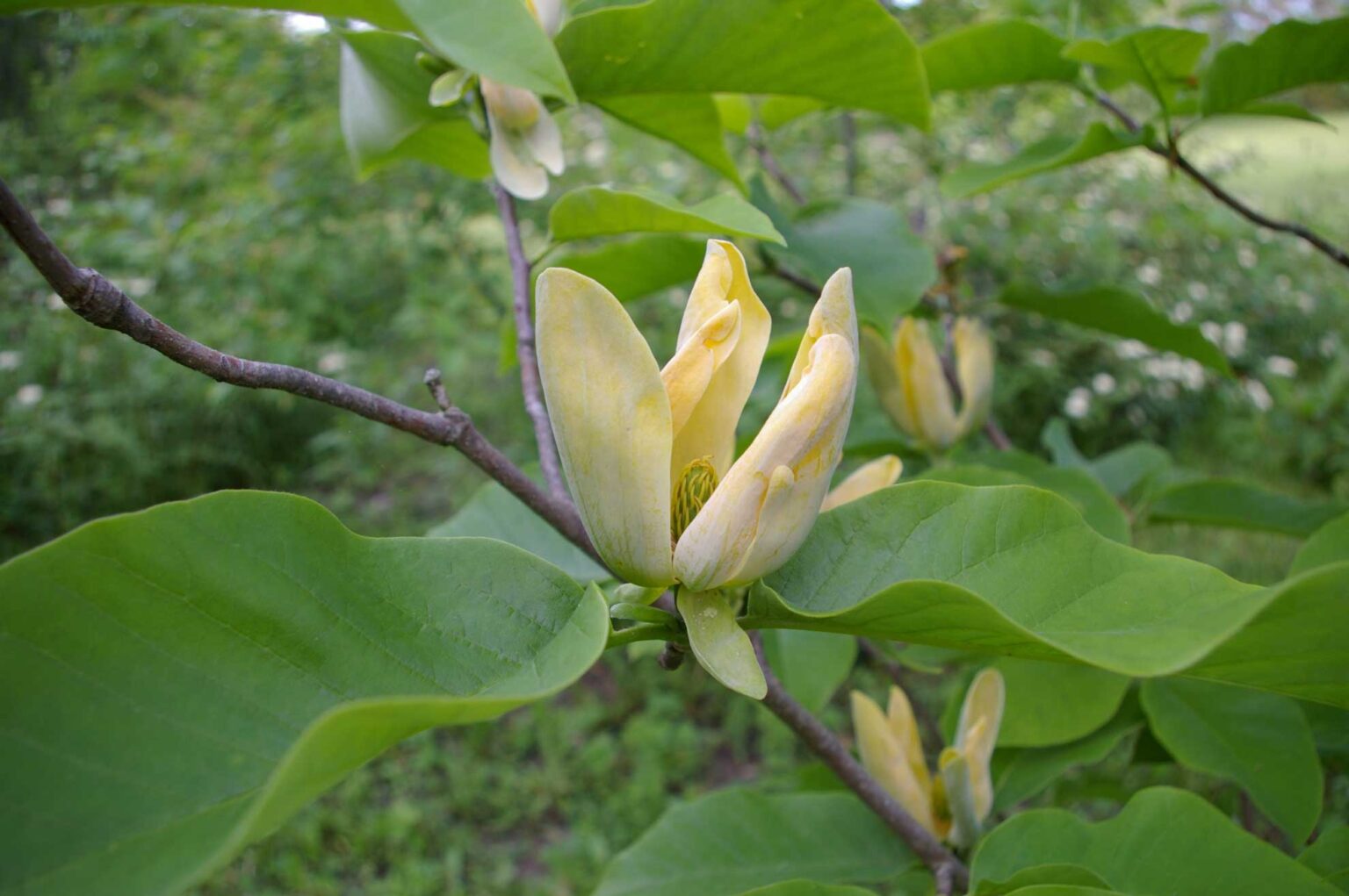 Native Magnolias: A Beginner's Guide | The Plant Native
