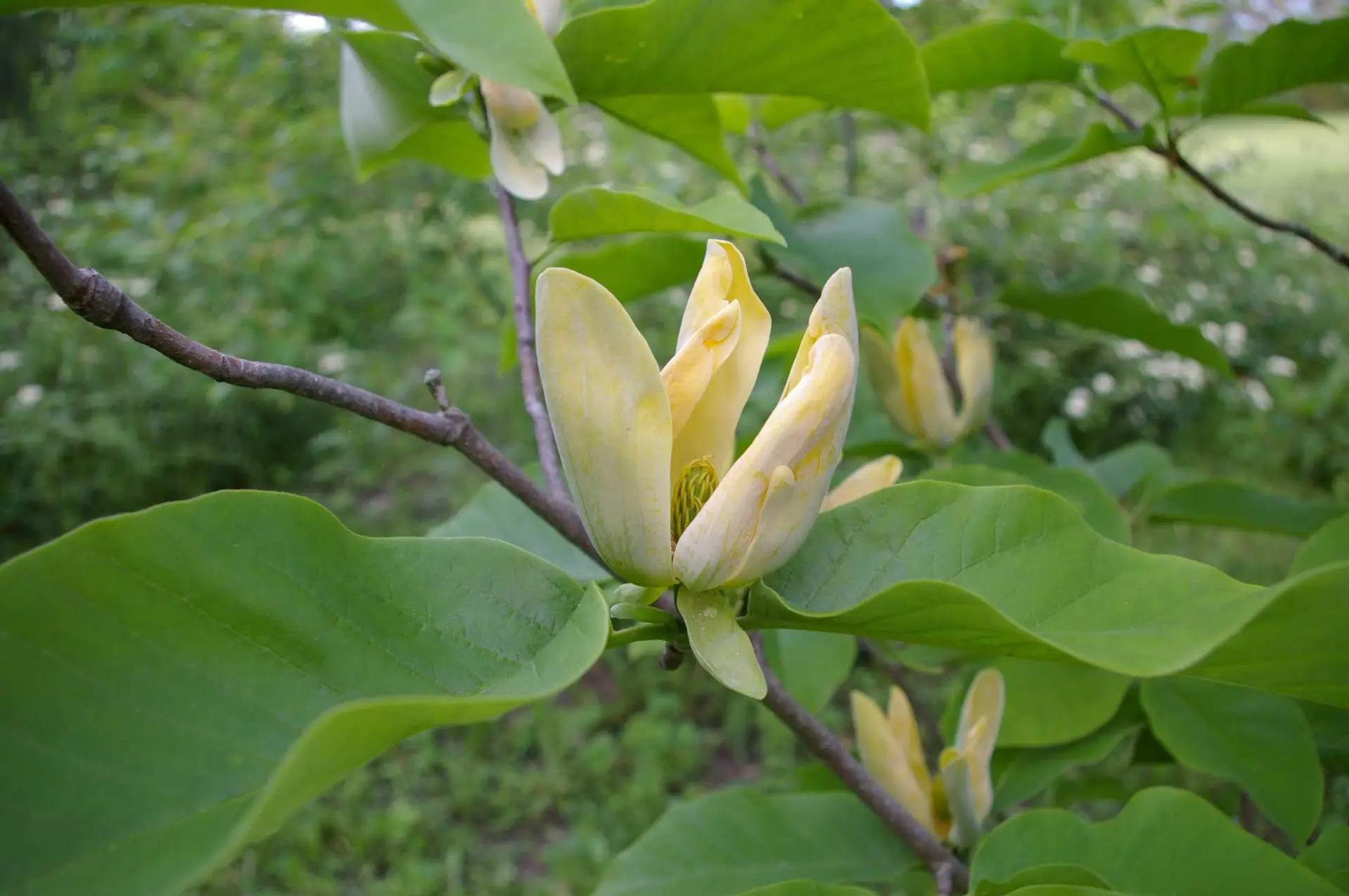Cucumber Magnolia: Native Tree for Large Yards