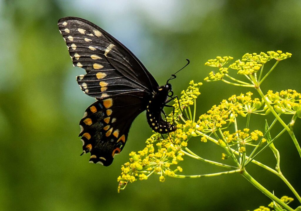 Best native plants for Northeast gardens - The Plant Native