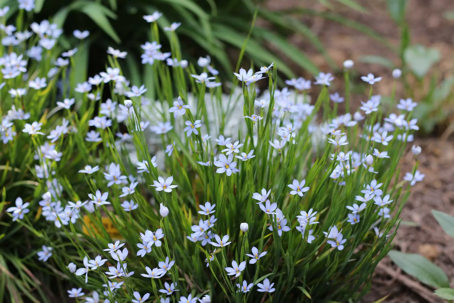 Blue-Eyed Grass: Low-Growing Native for Borders & Edges